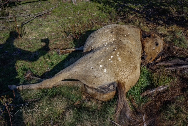 Photographic Gallery brumbies from Kosciuszko National Park (warning ...