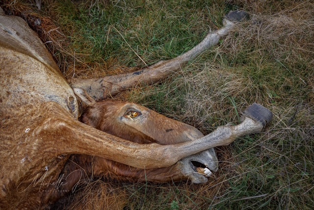 Photographic Gallery brumbies from Kosciuszko National Park (warning ...