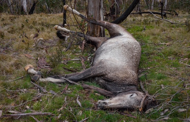 Photographic Gallery brumbies from Kosciuszko National Park (warning ...