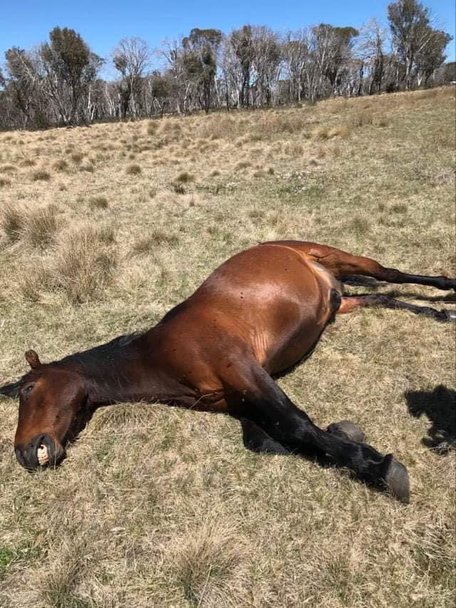 Photographic Gallery brumbies from Kosciuszko National Park (warning ...