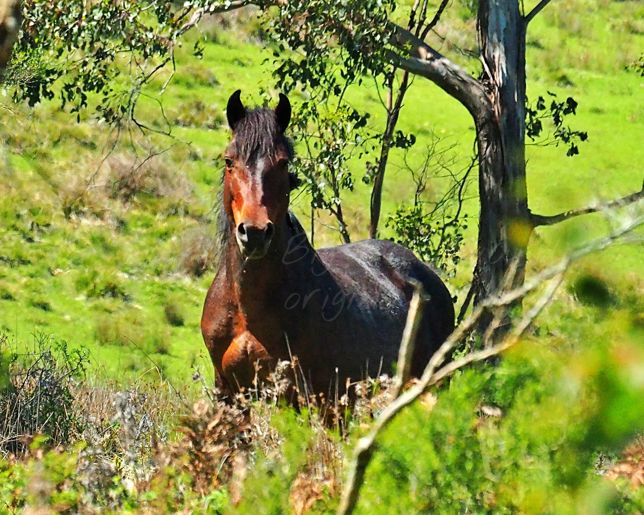 Brumby Action Group Incorporated – Brumbies